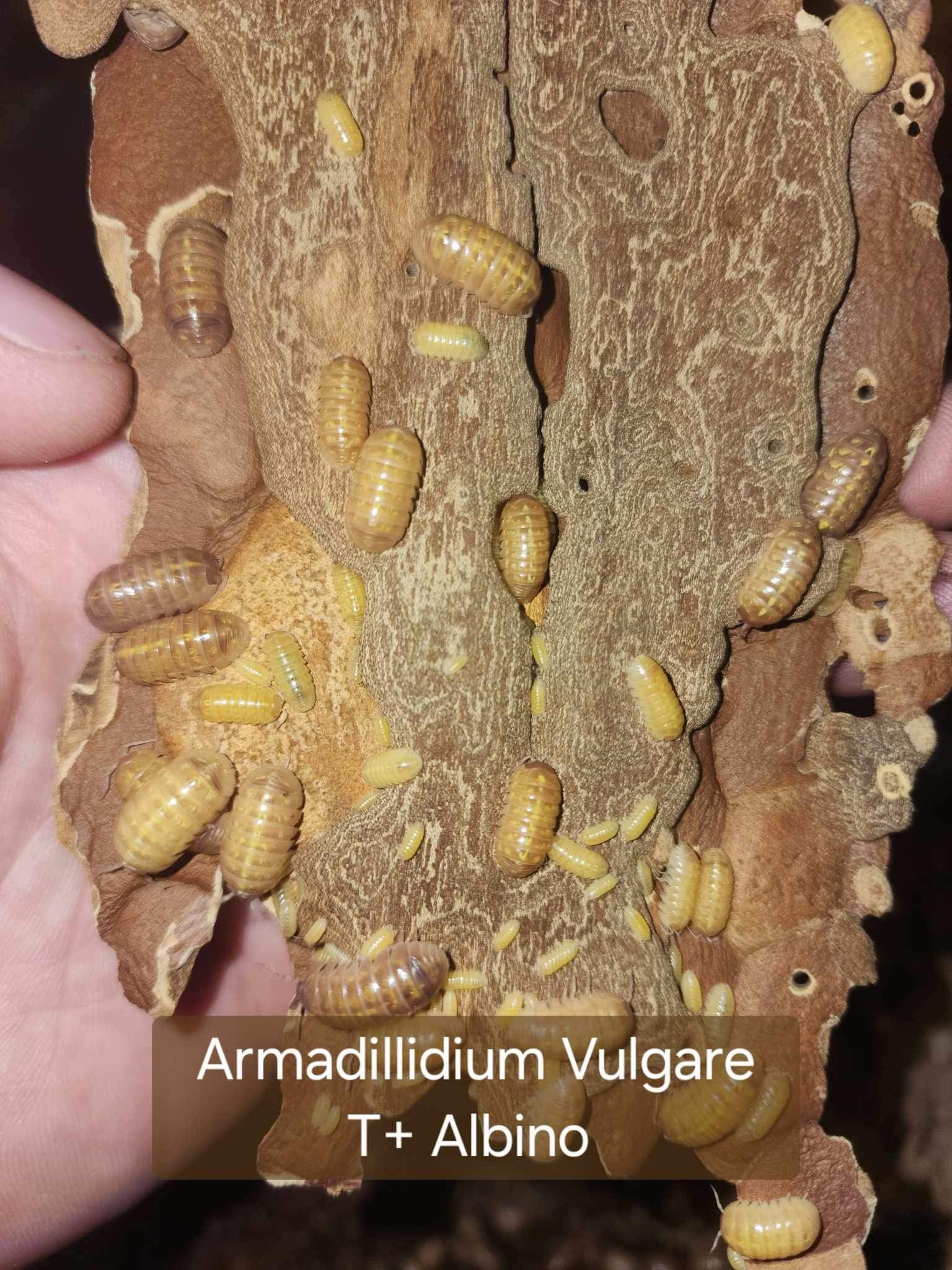 Rare Isopods - Exotic Species for Bioactive Setups – Maritime Mantis