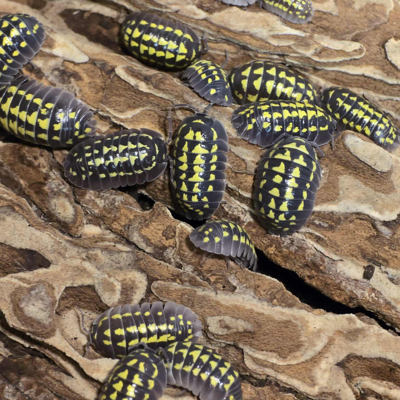 Gestroi Isopods for Sale | Maritime Mantis