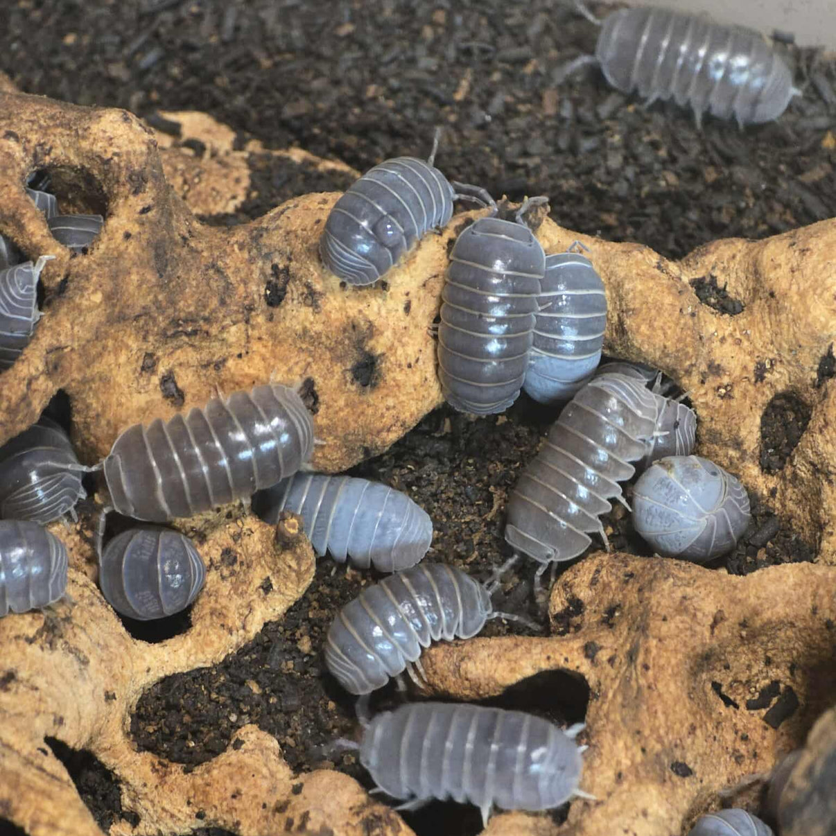 Armadillo officinalis "Greece" Isopods for Sale | Maritime Mantis