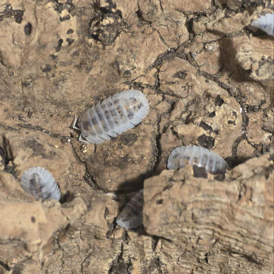 Nesodillo "Shiro Utsuri" Isopods for Sale | Maritime Mantis